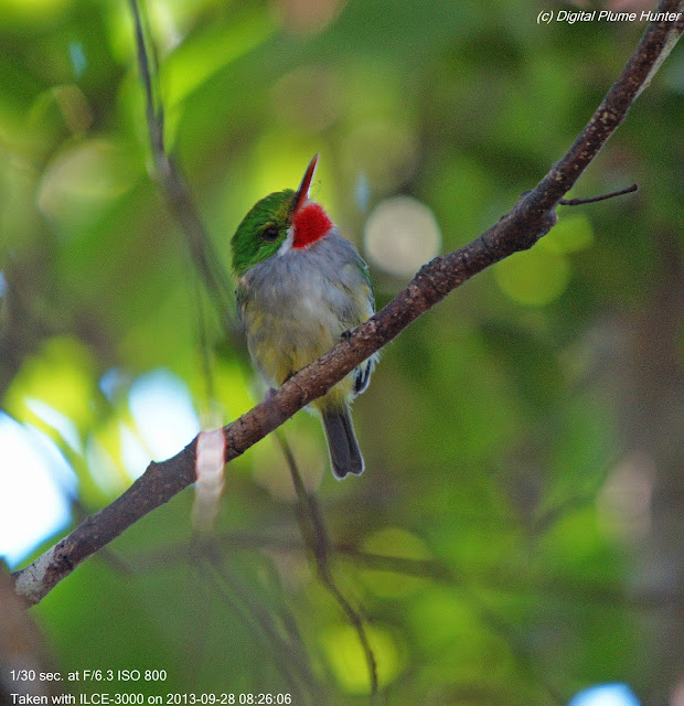 Hunting Digital Plumes in the US and Beyond: Birding Puerto Rico: A ...
