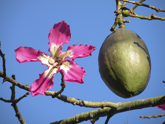 treeaware: Silk Floss Tree