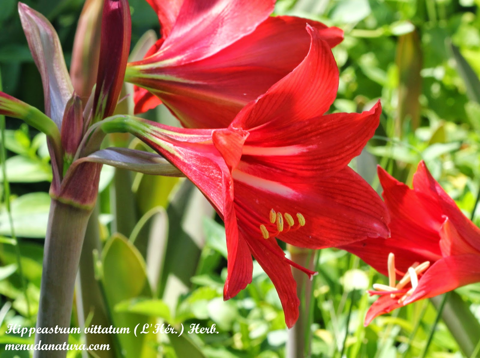 El Jardí de Menuda Natura: Amaril·lis