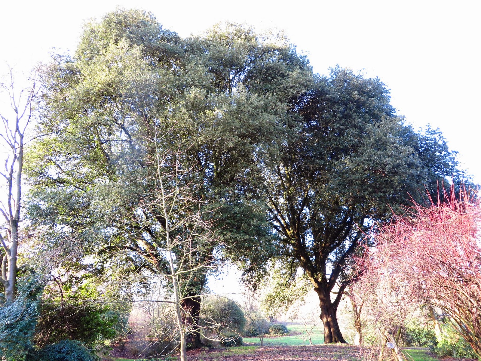 2014/2015 Plants Blog: Quercus ilex - Holm oak