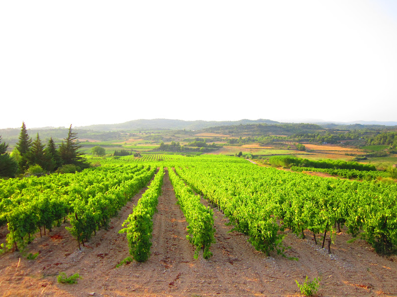 La Bastide d'Oupia Côté Sud