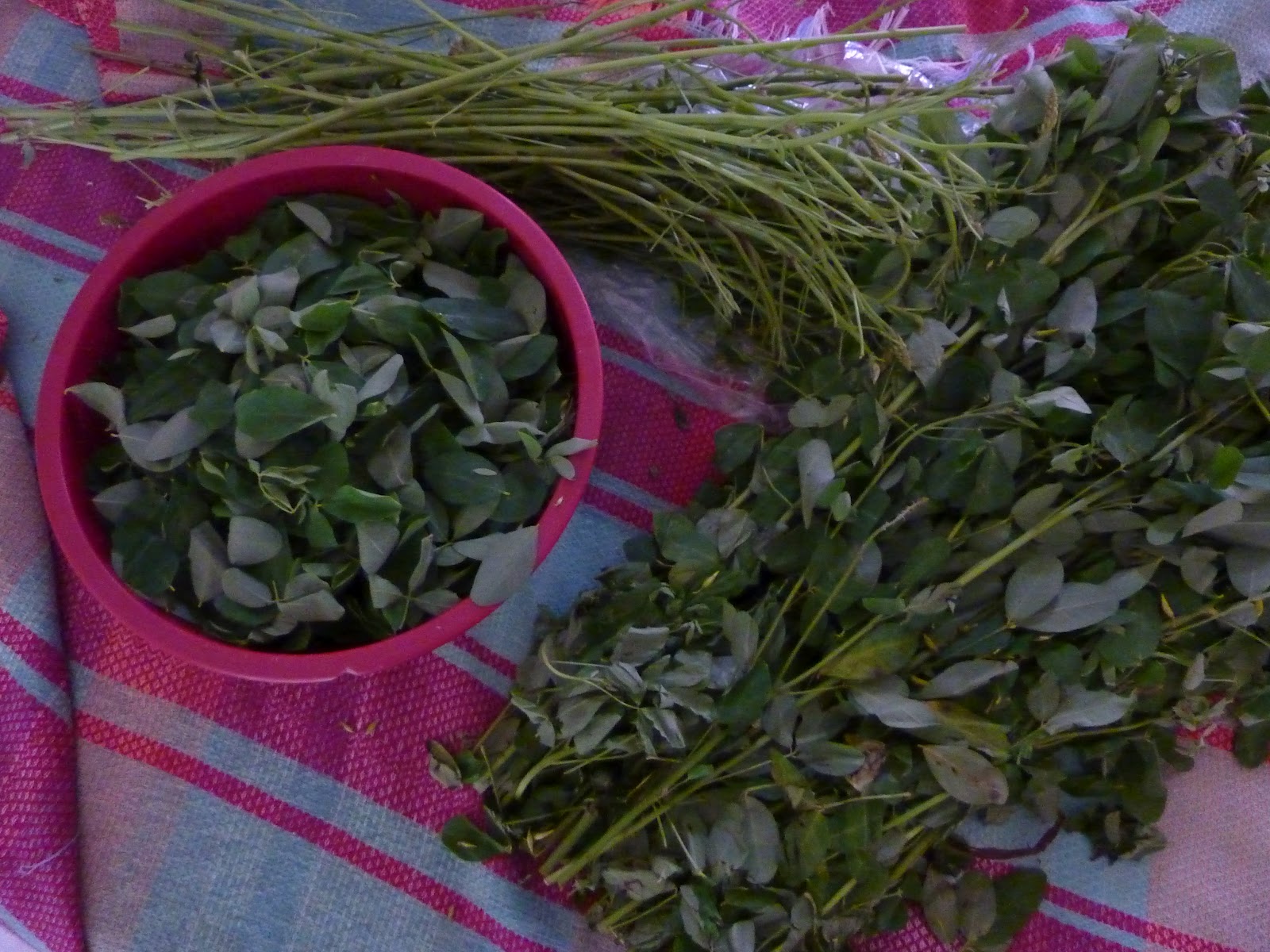 a year in the country with a smile - un año en el país con una sonrisa ...