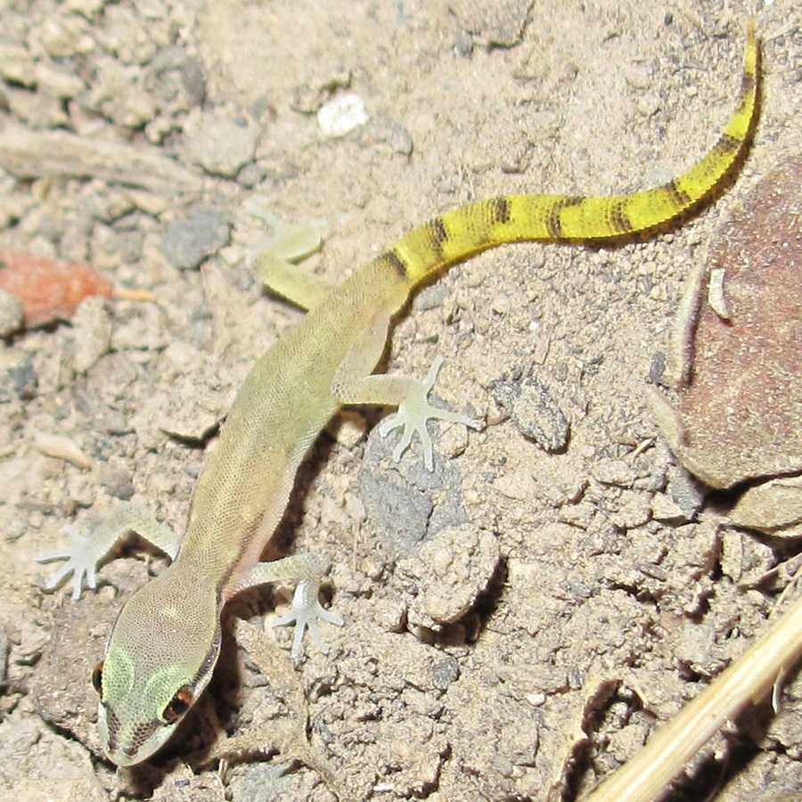 Species New to Science: [Herpetology • 2019] Microgecko varaviensis • A ...