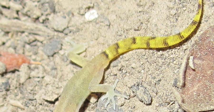Species New to Science: [Herpetology • 2019] Microgecko varaviensis • A ...