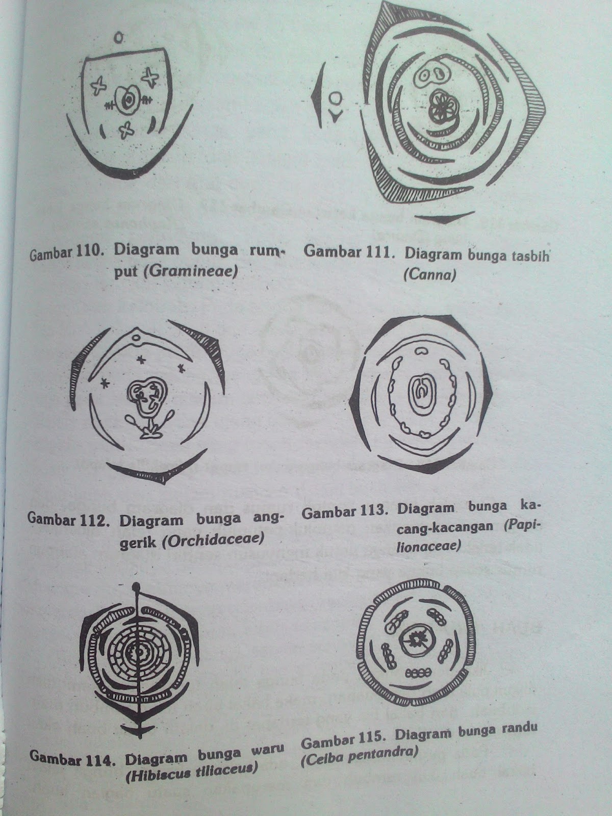 Cari Tau???: SIMETRI, DIAGRAM DAN RUMUS BUNGA