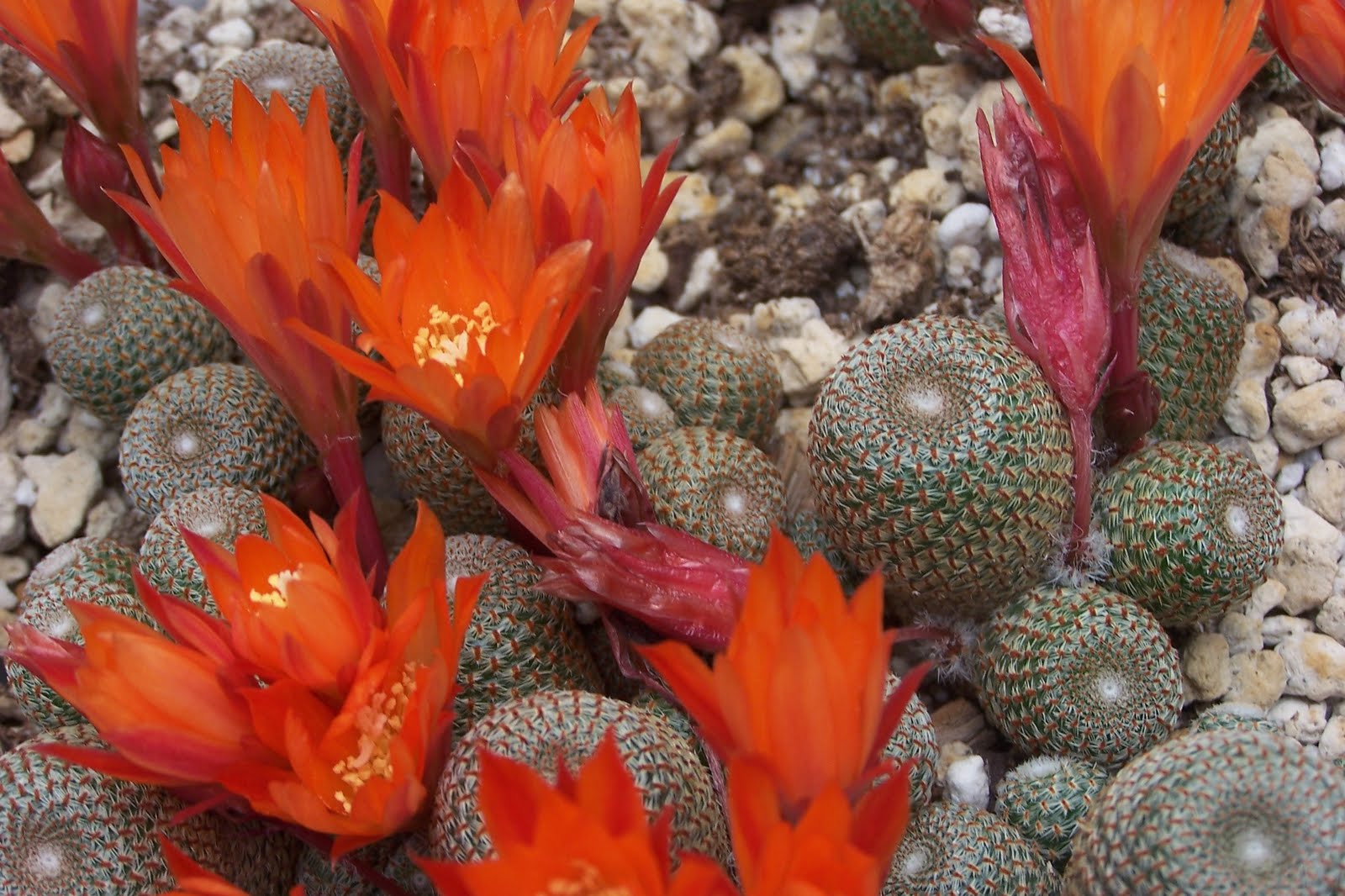 Oregon Cactus Blog: Rebutia heliosa