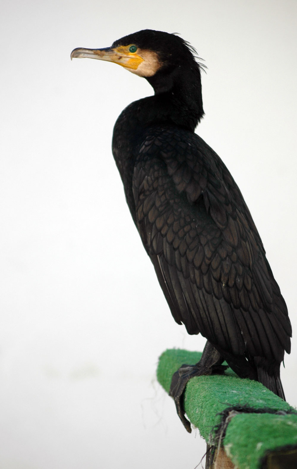 Espécie do mês de Janeiro: Corvo-marinho