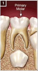 La Cultura del Sorriso: Lo Sviluppo Dentale - Parte I
