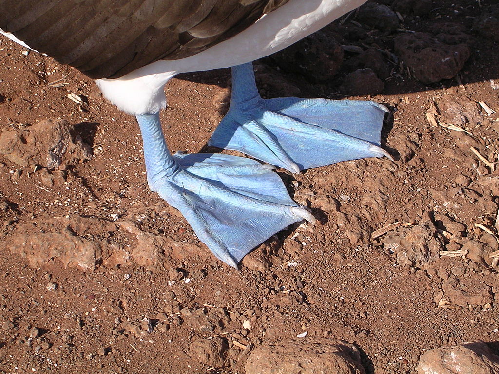 Real Monstrosities: The Dino's Toes