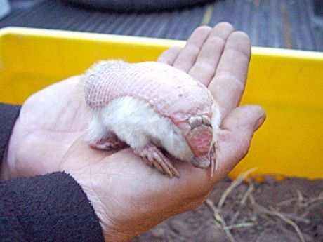 Un paseo por la zoología: El curioso Pichiciego