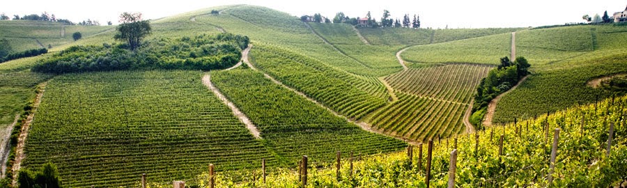 The World of Wine Review: 2008 Cavallotto Bricco Boschis Barolo