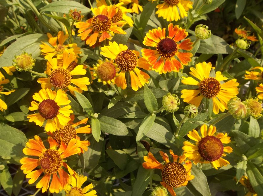 Future Plants by Randy Stewart: Helenium