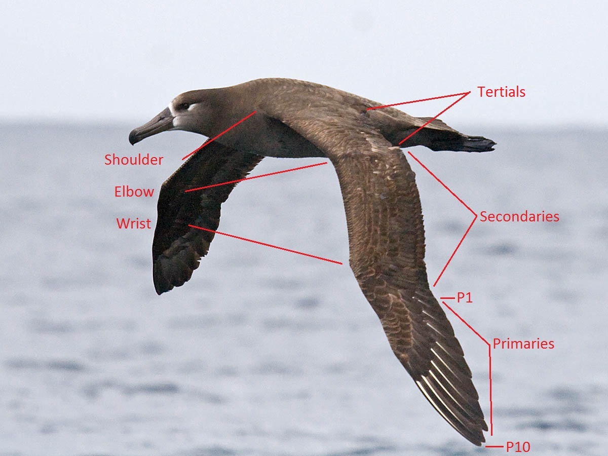Laysan albatross diagram | Gooney Bird Greene | Pinterest