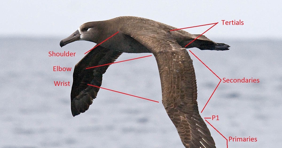 The wing - Pacific NW Birder