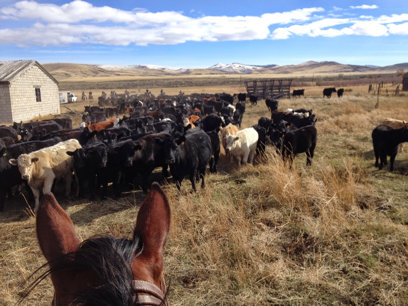 Oil-Rubbing Ranch-Wife