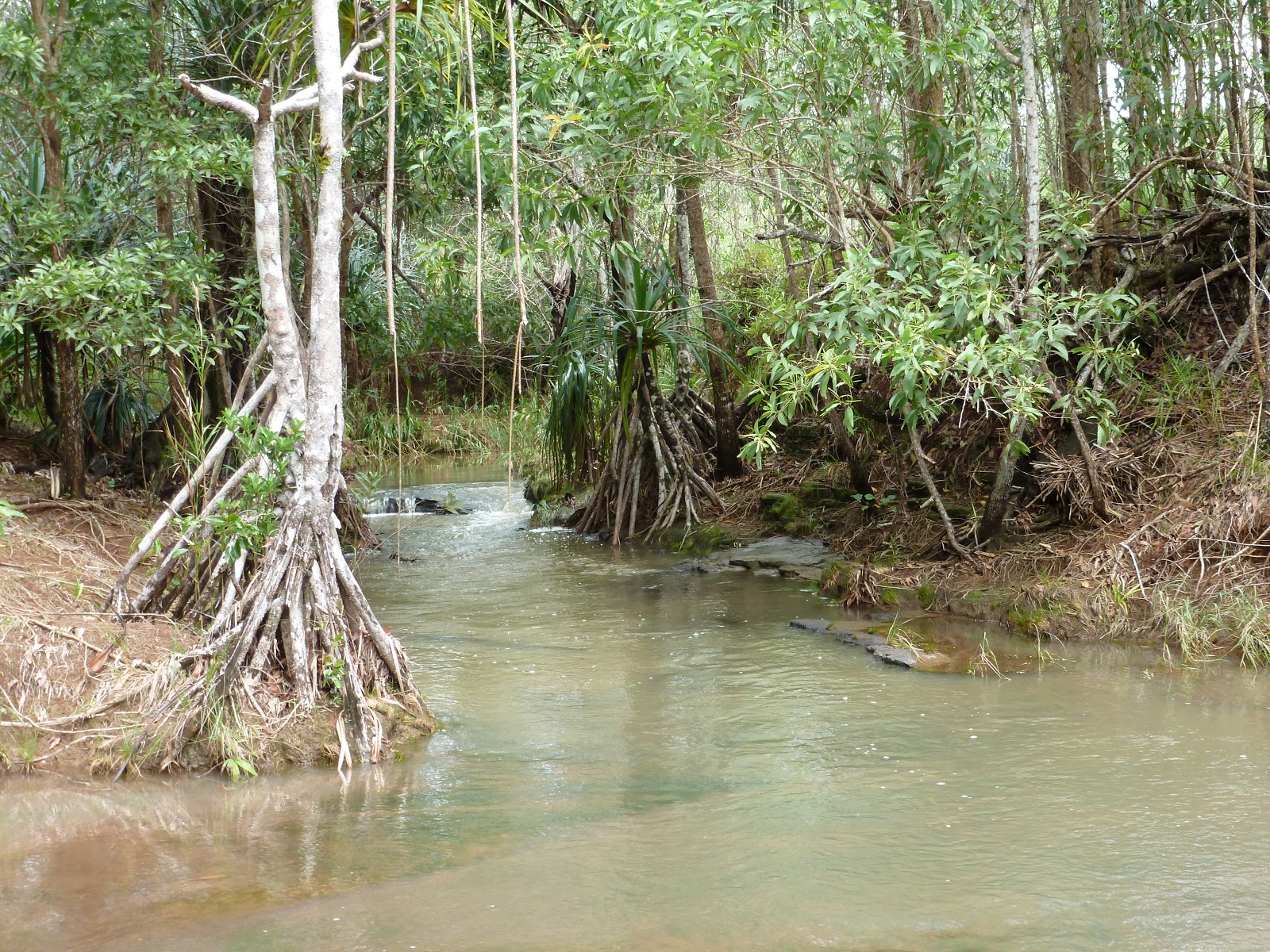 Guamaniacs: Boonie Stomping: Tarzan Falls