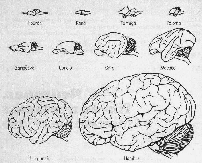 Las Maravillas del Cerebro Humano: Conociendo más el Cerebro Humano