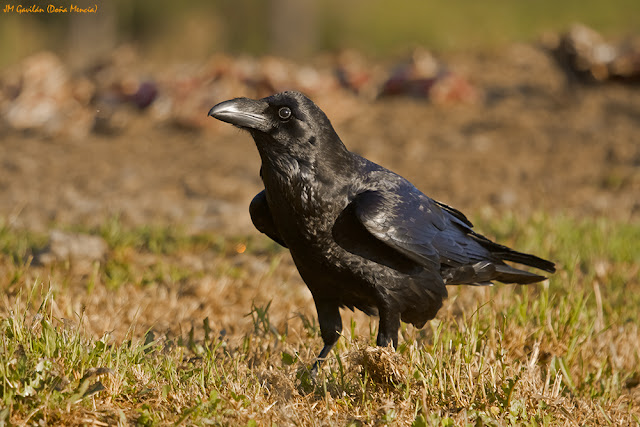 Fotografía de Naturaleza - JM Gavilán: Cuervo común (Corvus corax)