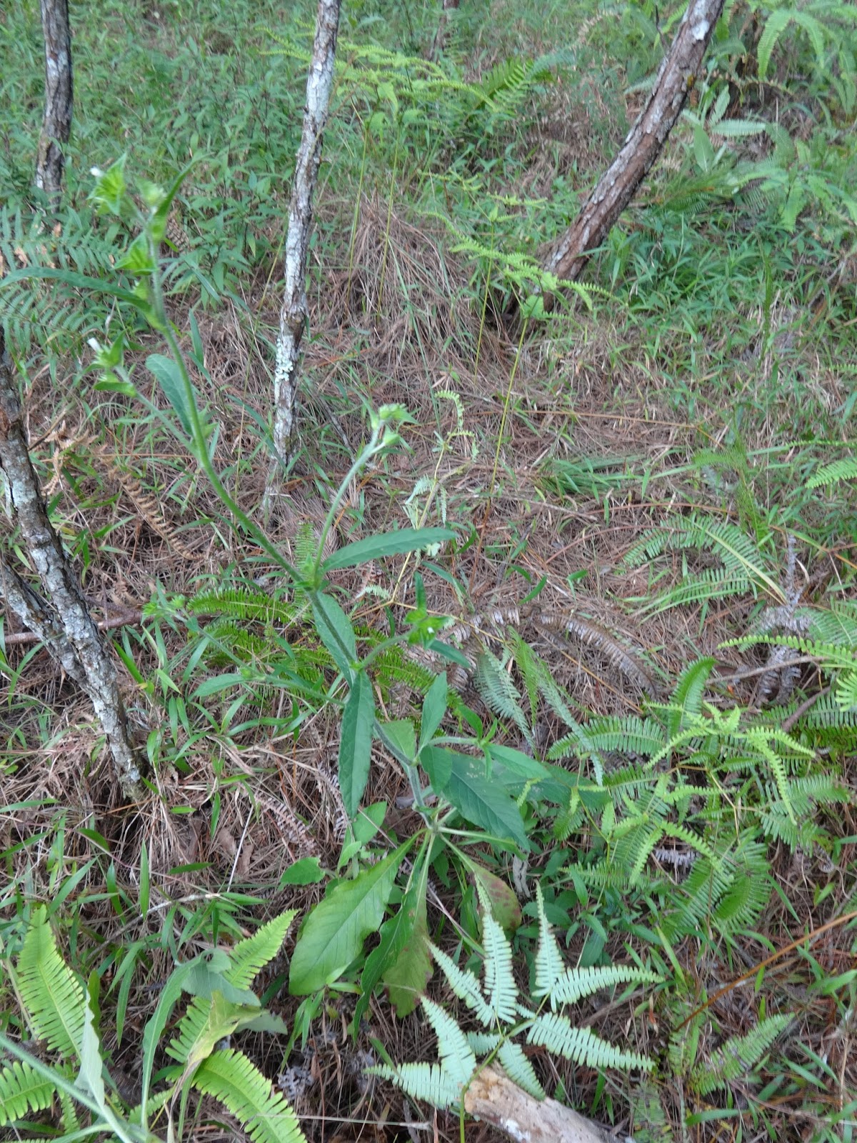 Herbs from Distant Lands: Elephantopus scaber, Elephantopus mollis ...