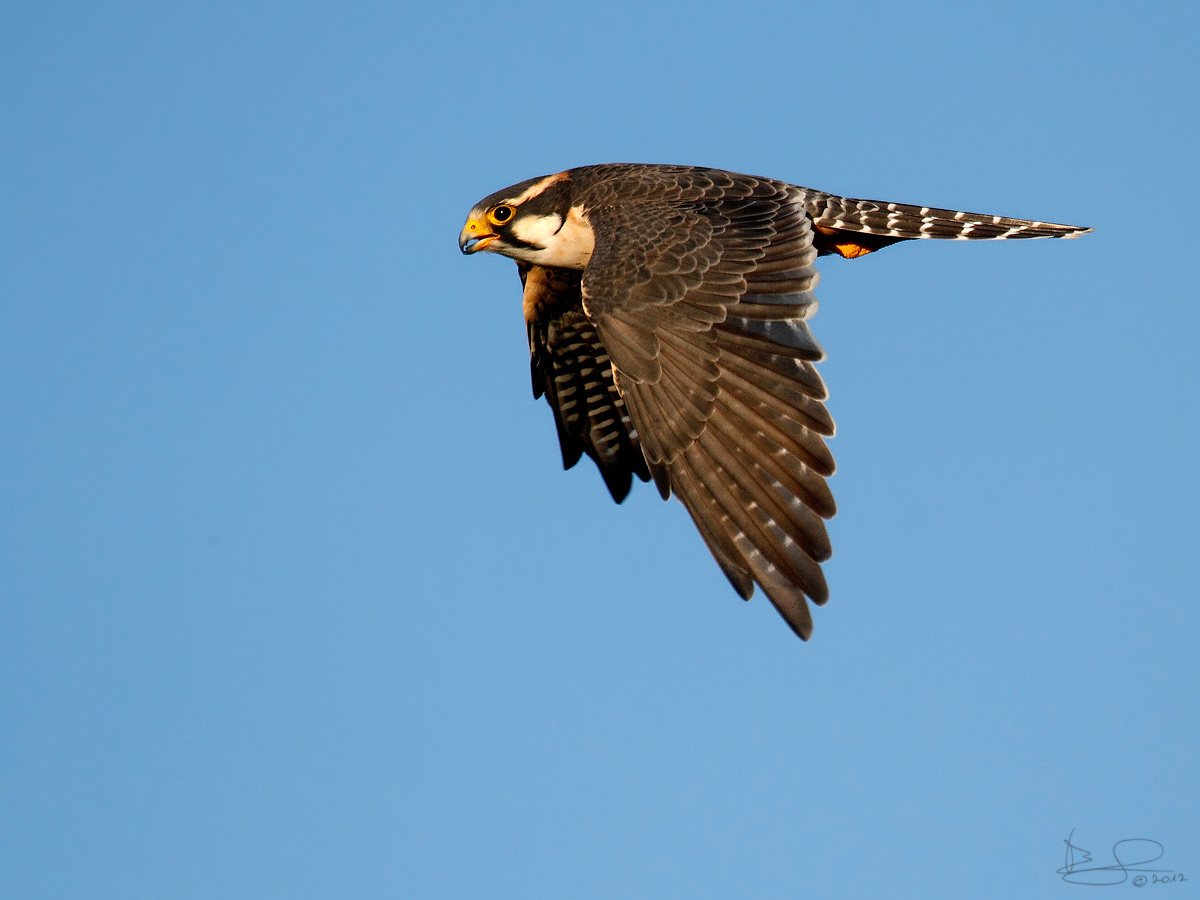 ANPP Animales y Plantas de Perú: Halcón Perdiguero - Falco femoralis