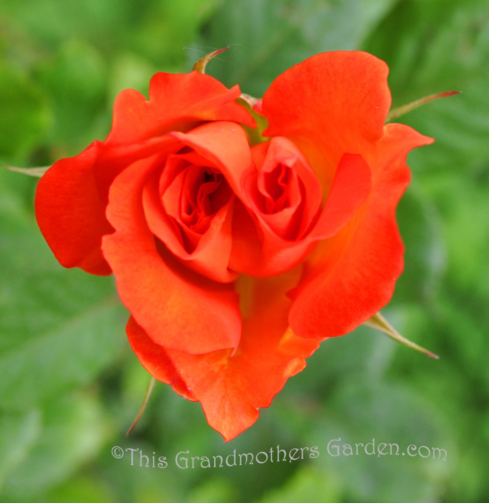 This Grandmother's Garden: Oh My Heart...