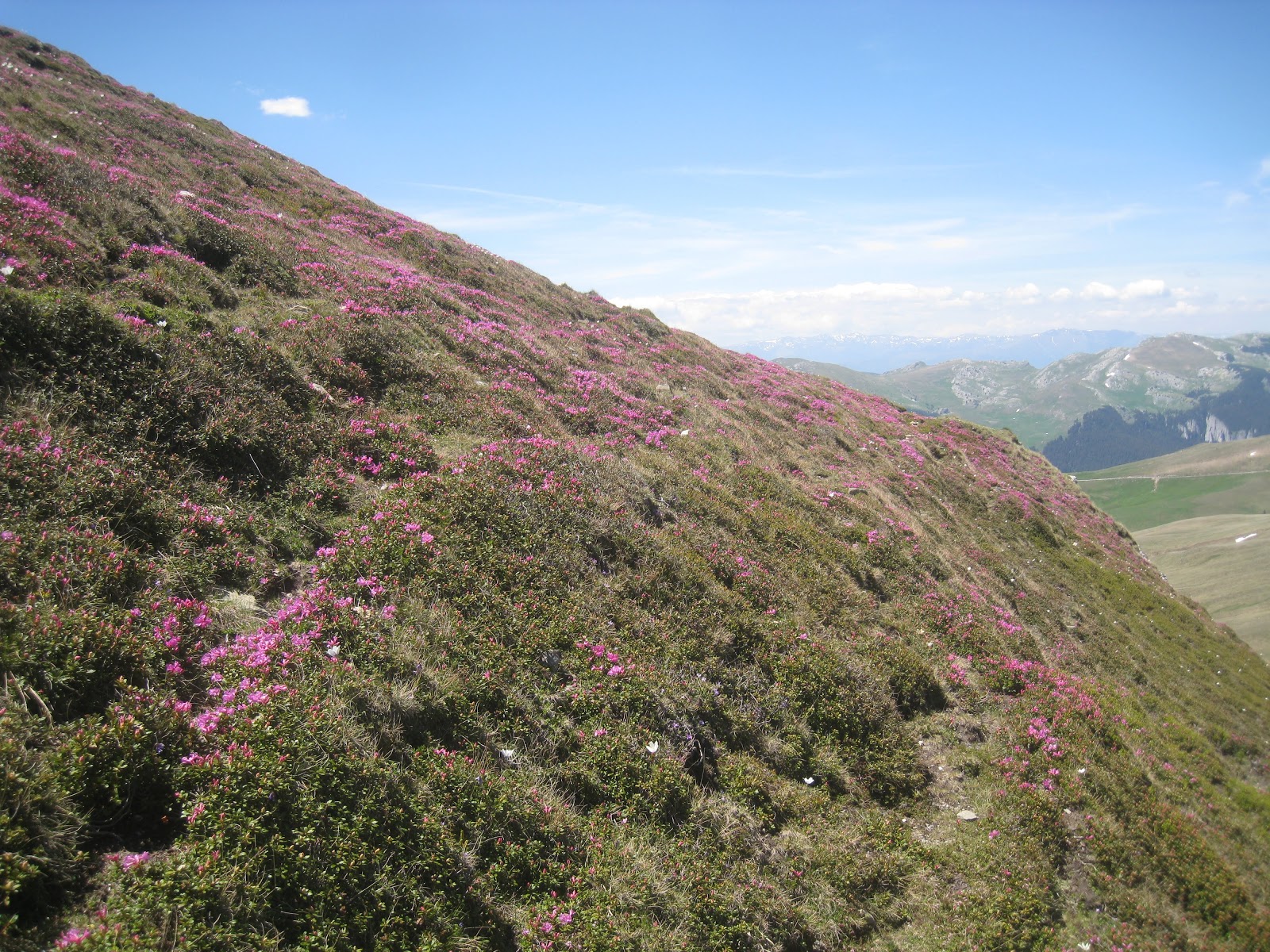 Impresii de calatorie: 31 mai 2018, plin sezon la rododendron in Bucegi