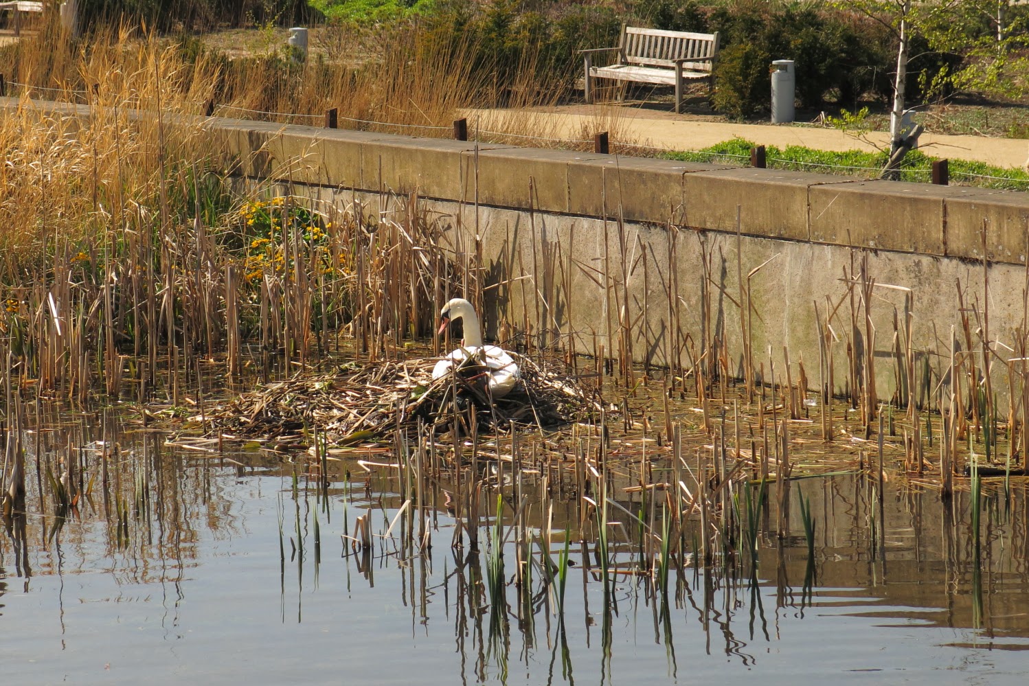 Norman & Norma - A Swan Love Story