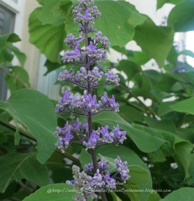 Southeast Florida Garden Evolvement: Here they came together again!