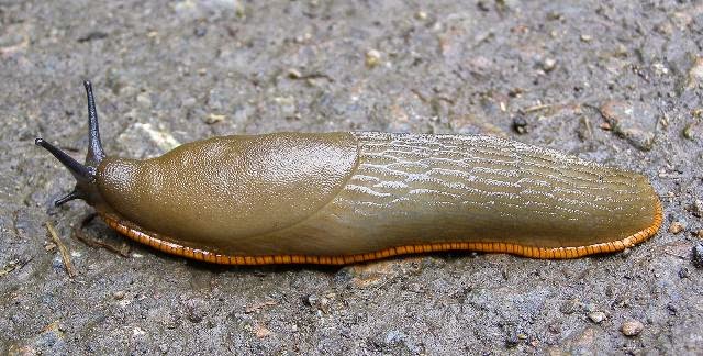 Bill's Log: Sloths and Sluggards