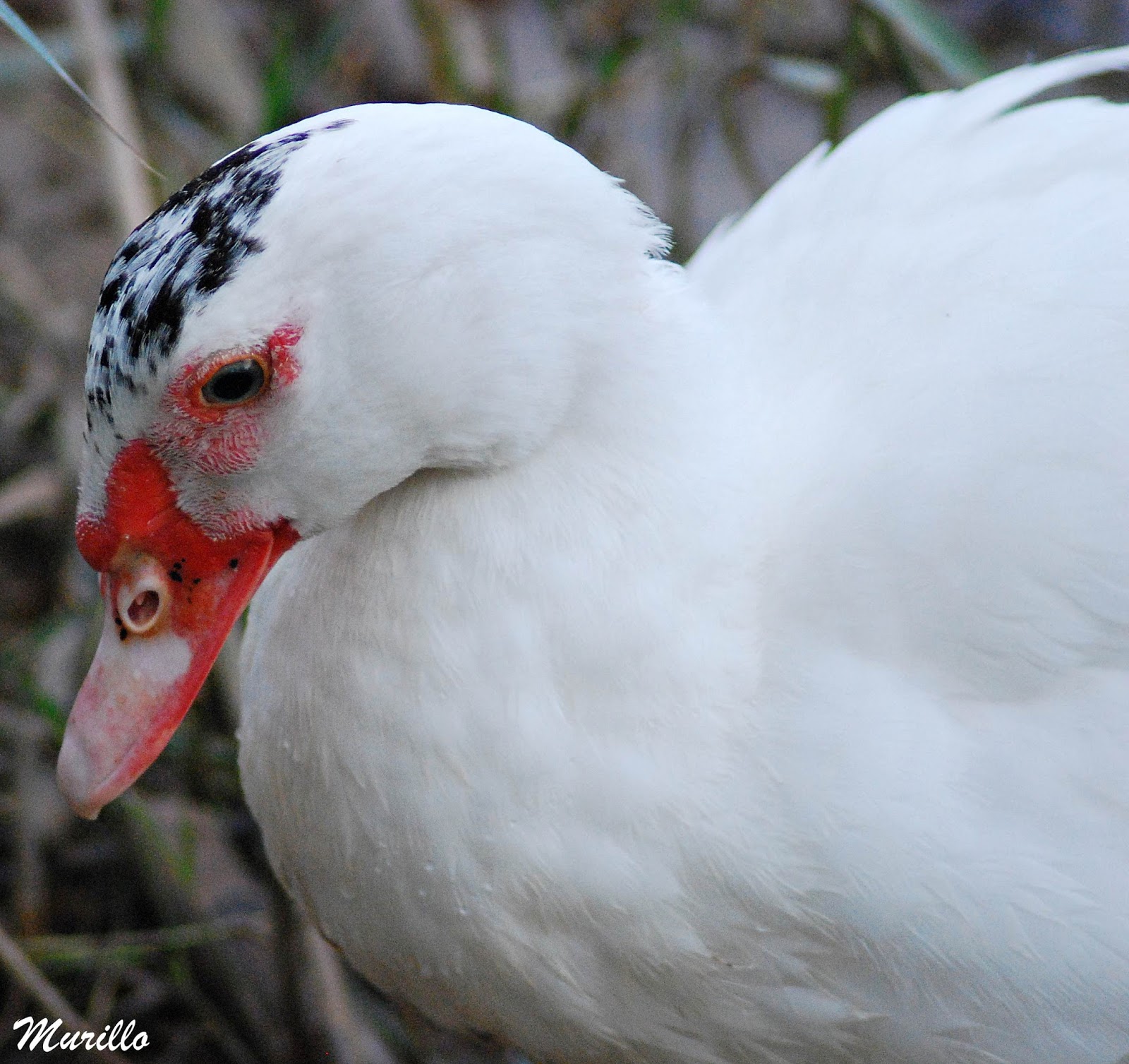 Las excursiones de Murillo "murillonature": Algunas fotos mas de patos ...