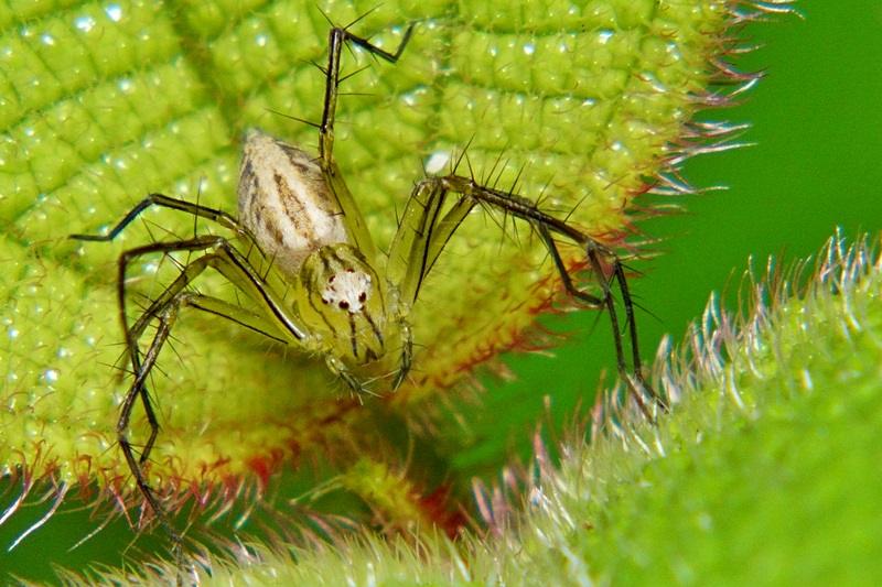 Eye Arrangement of Spiders