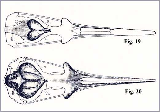 Escenarios prehistóricos: Ichthyornis