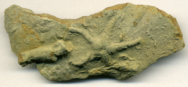 Star Fish Fossil Found On Mars?