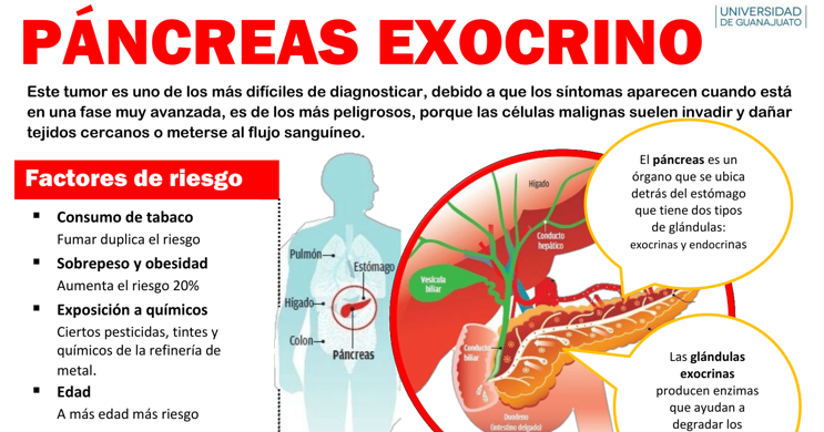 DIVULGACIÓN CIENTÍFICA UG: Páncreas Exocrino