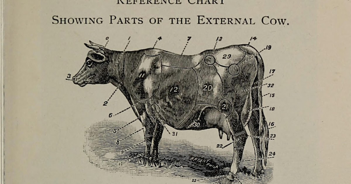 Create with TLC: Printable Vintage Cow Reference...