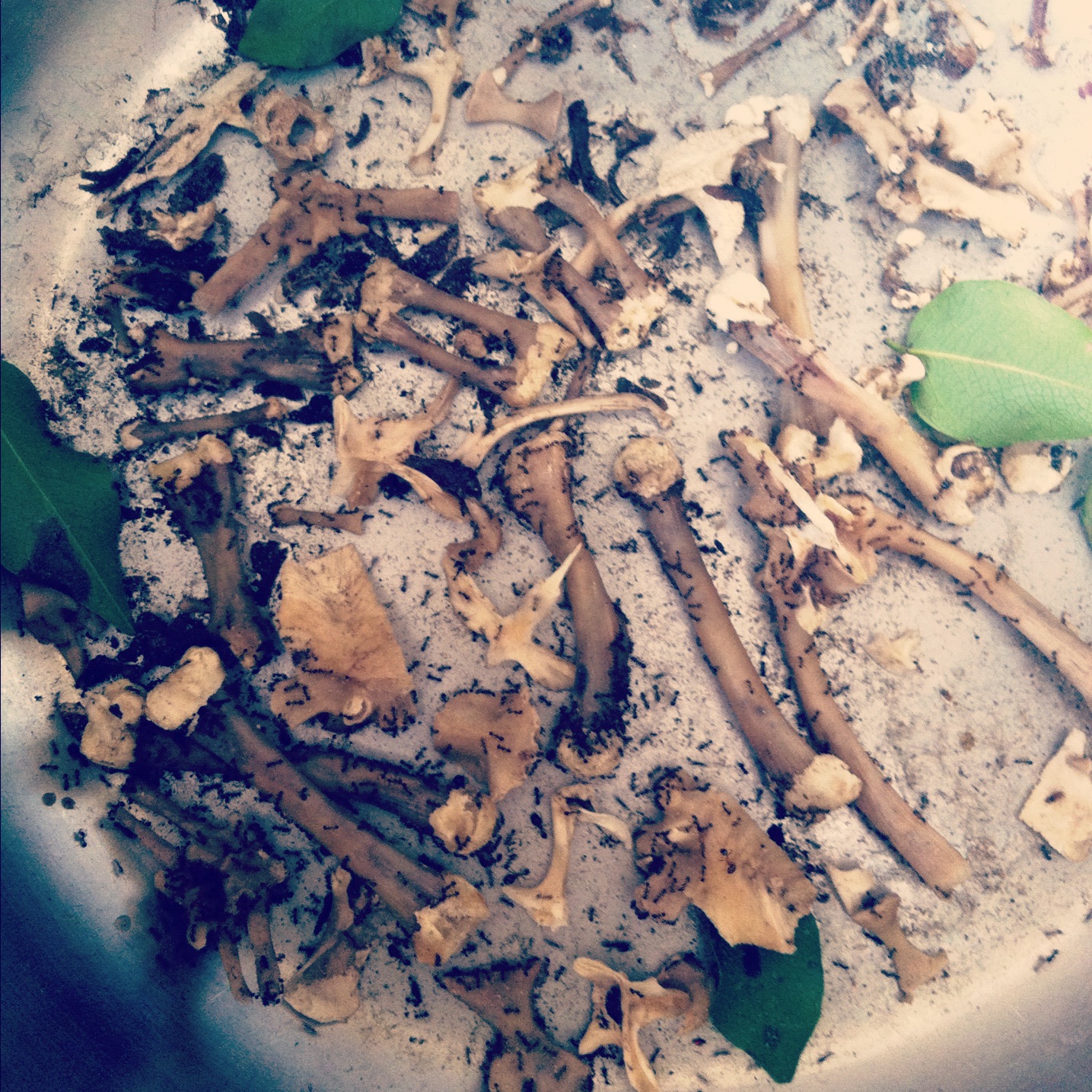 Bags of Bone: Defleshing Stage Three - Insect Bone Picking