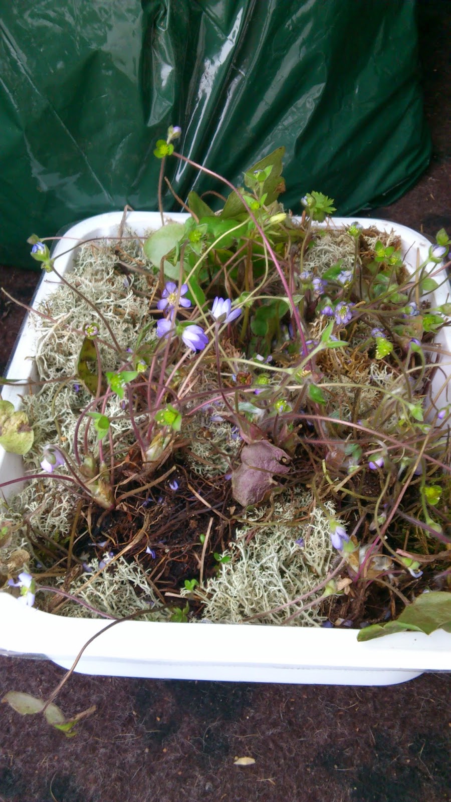 Sturmani taimeblogi: Tere kevad