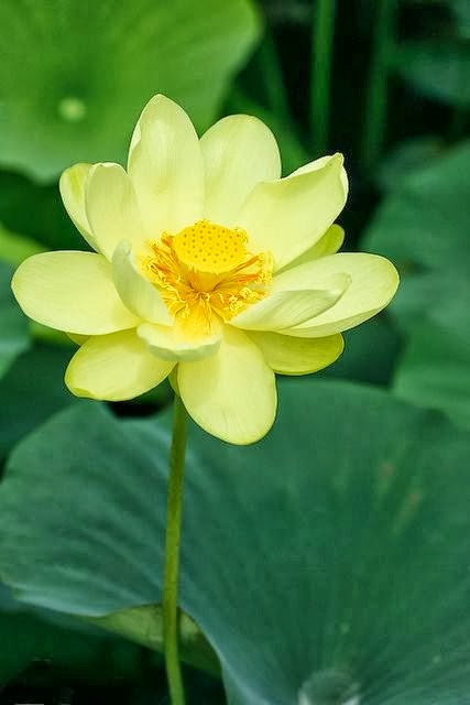 Yellow Lotus Flower