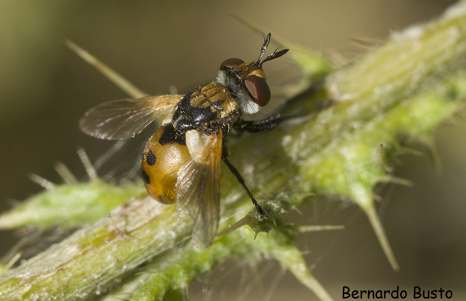 RÍA DE LA VILLA: Una pequeña mosca