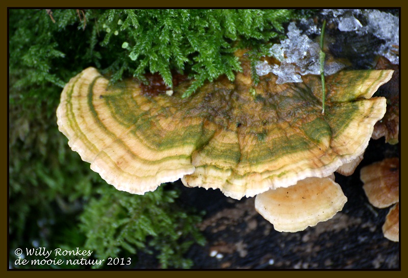 De mooie natuur: Ruig elfenbankje (Trametes hirsuta)