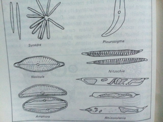 Budidaya Diatomae Pakan Ikan Alami - Rahasia Trik Mancing
