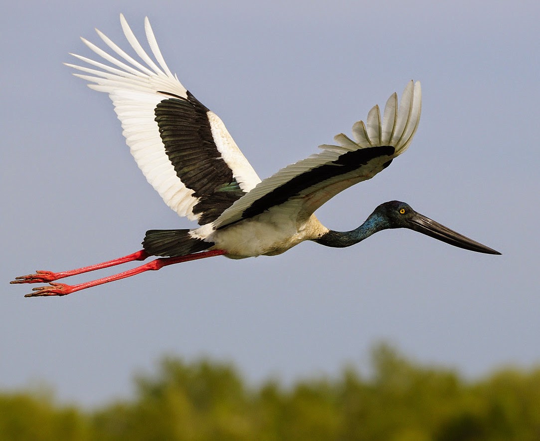 BARRY the BIRDER: My pick for best-looking stork? The Black-necked