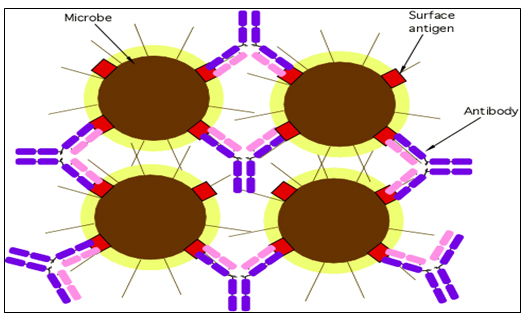 Penjelasan LENGKAP Reaksi Antigen-Antibodi - Biologizone