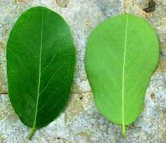 Hoja Oblonga (oblongus) - Botánica integra