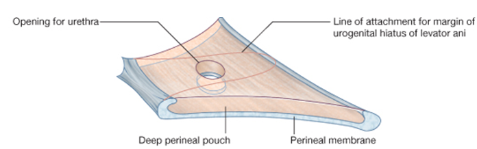 Human Anatomy: Pelvis and Perineum (Lecture Notes)