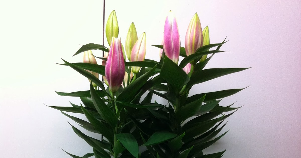 planter un lys en pot