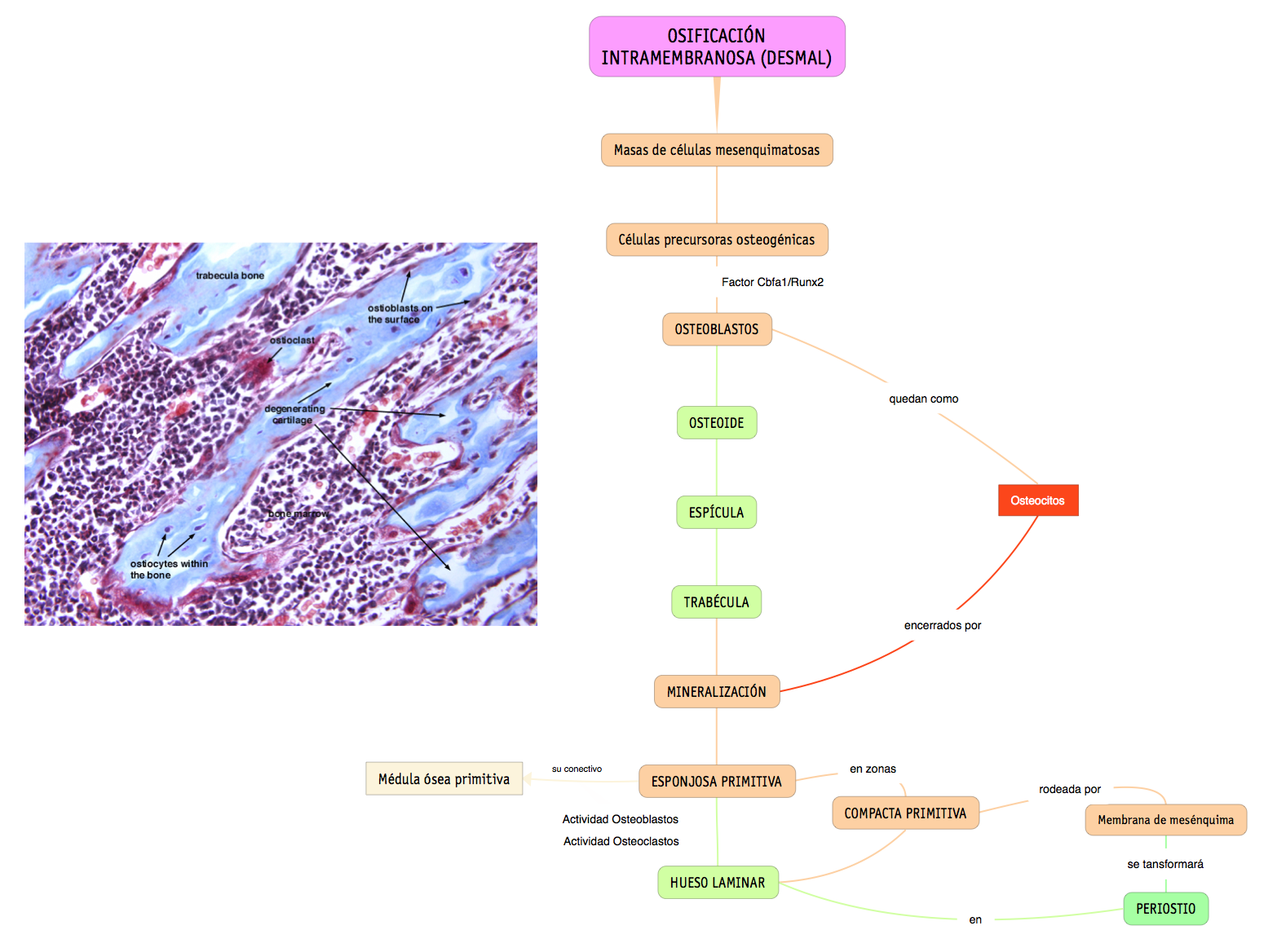 LÁMINAS PROFESOR JANO: SECUENCIA OSIFICACIÓN INTRAMEMBRANOSA