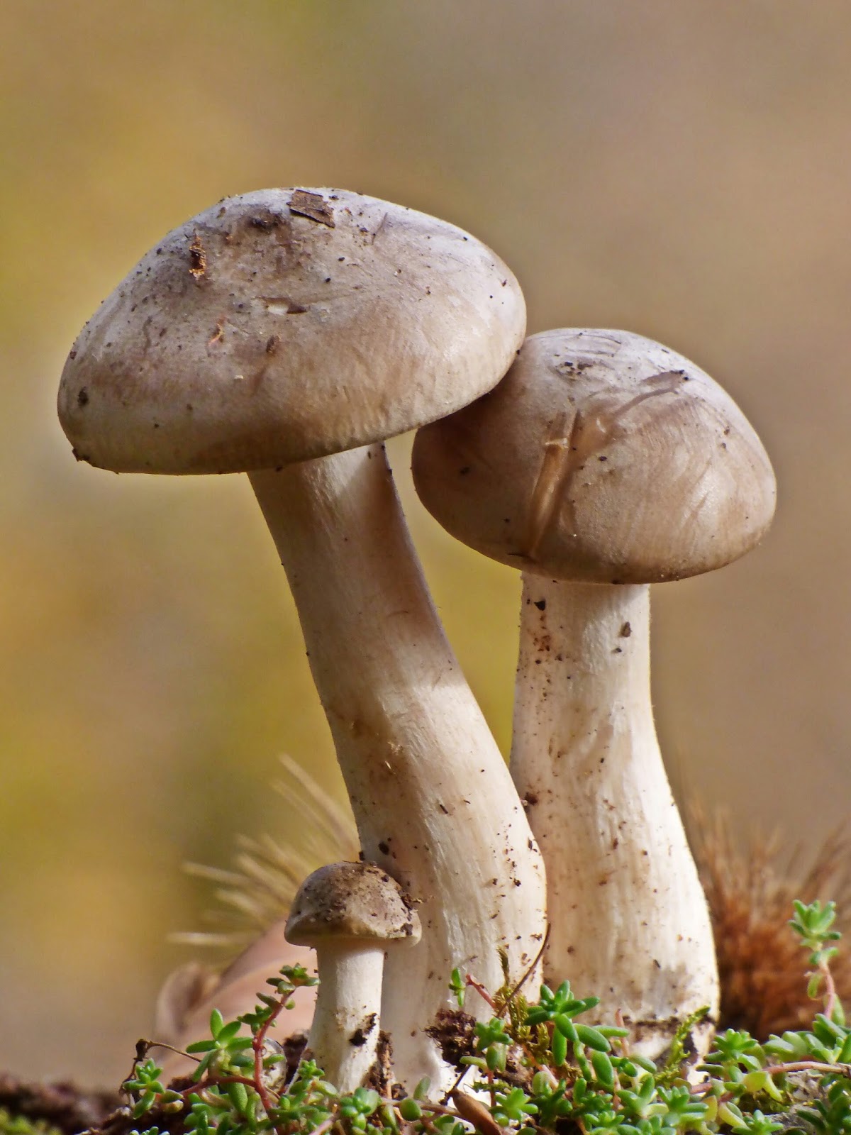 Setas y Hongos de Tineo : CLITOCYBE NEBULARIS (Batsch) P. Kumm.