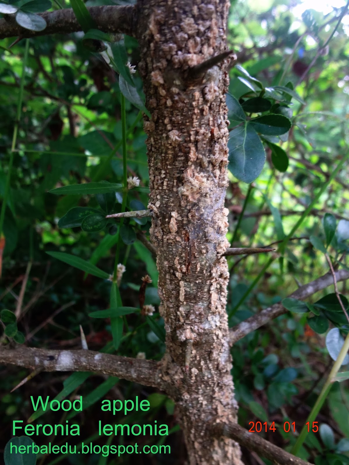 Feronia lemonia-Divul-දිවුල් - மரம் ஆப்பிள் - wood apple - Herbal ...