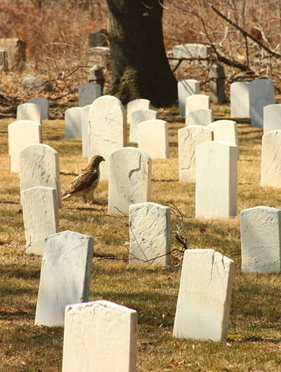 The Cemetery Traveler - by Ed Snyder: Mar 13, 2013
